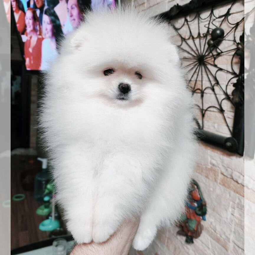 Померанский шпиц, щенок