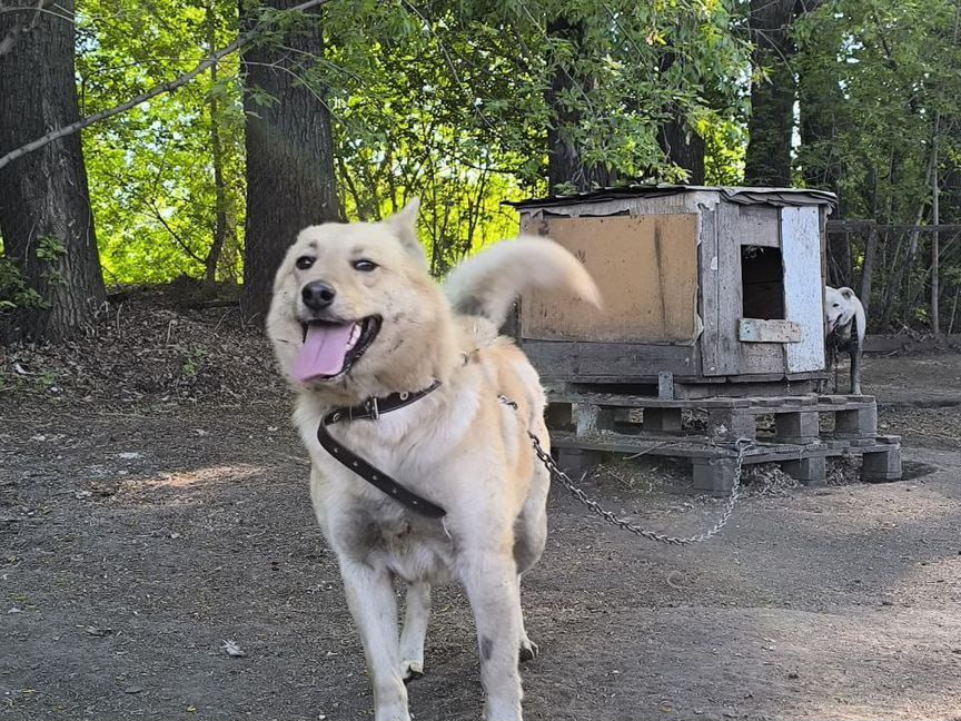 Собака Белла