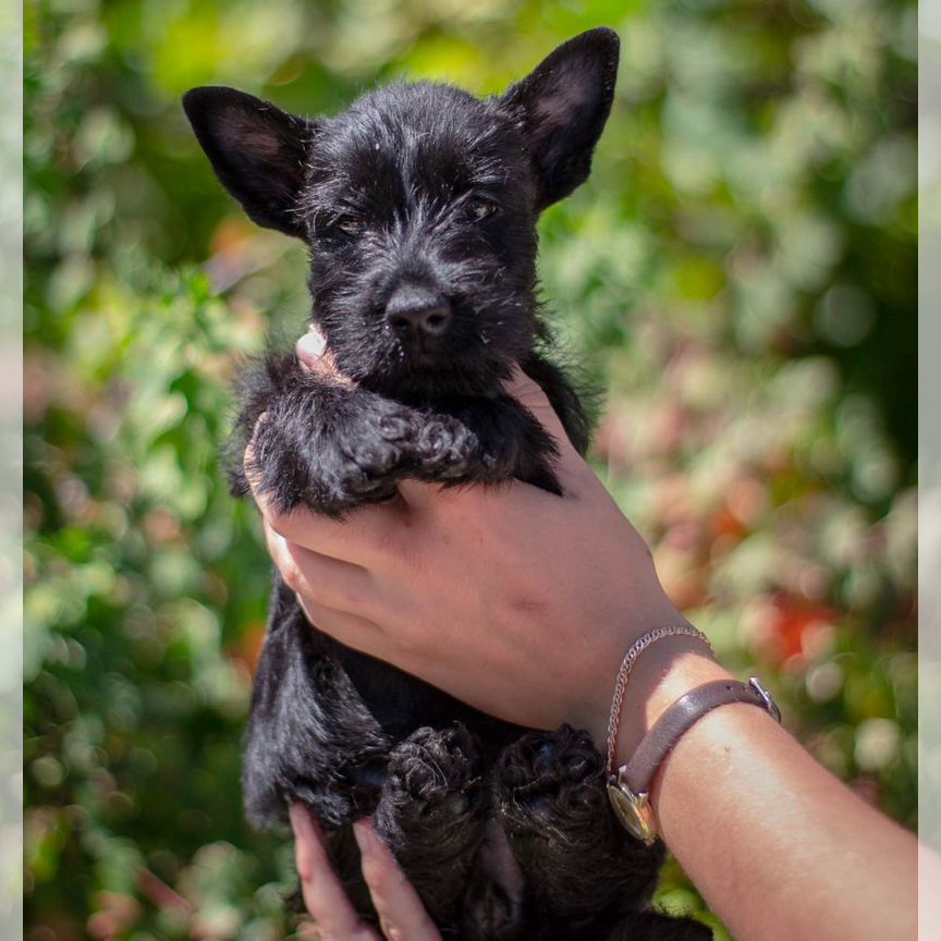 Щенок шотландского терьера