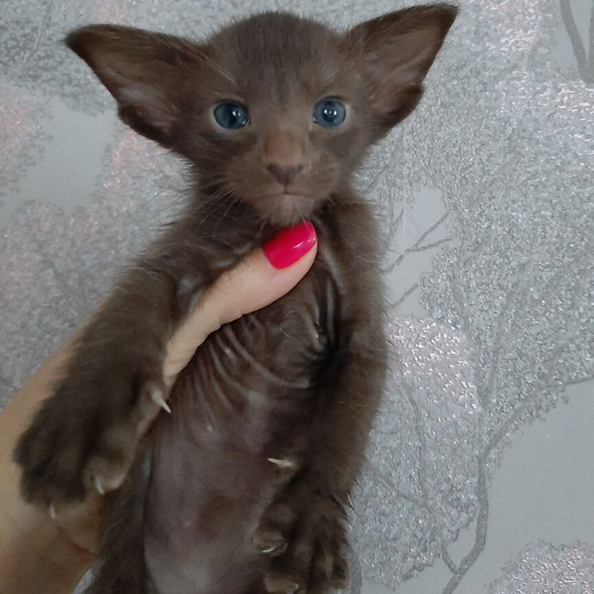 Котята ориентальные