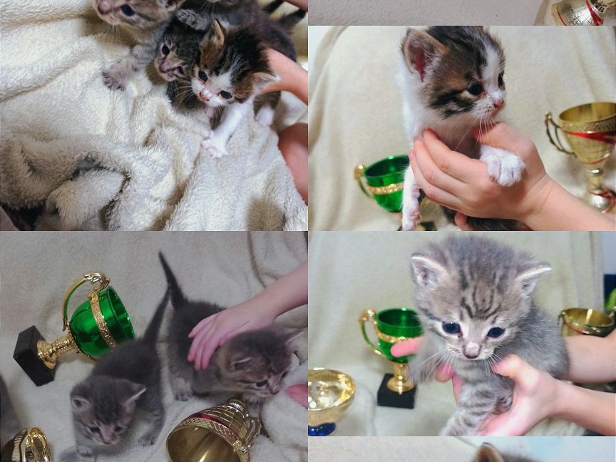 Кошки