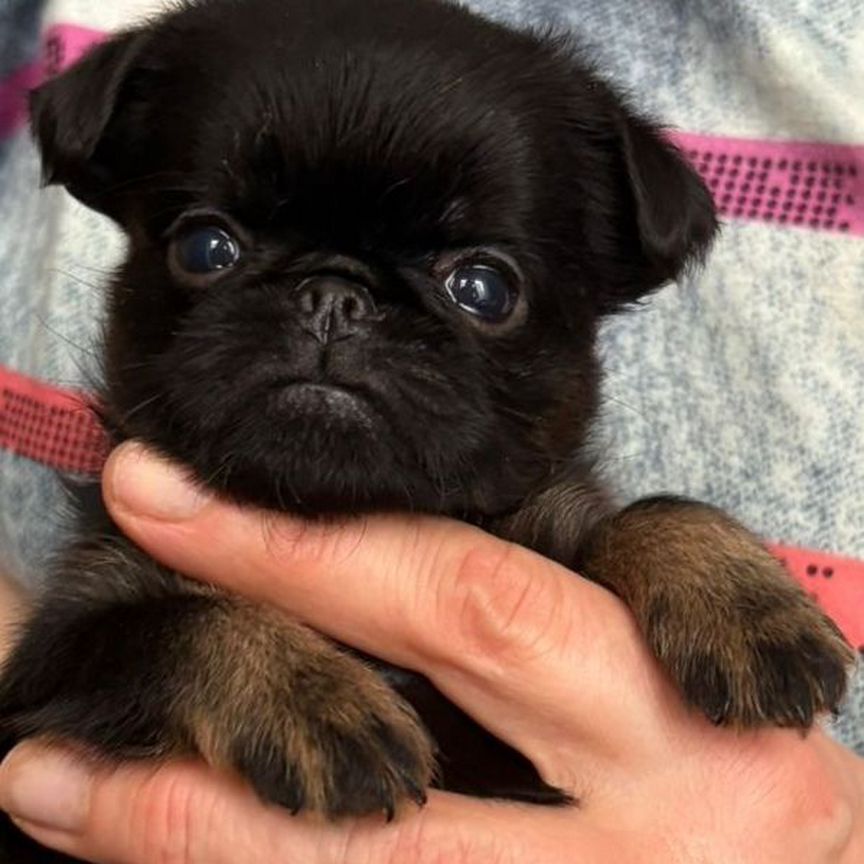 Пти -брабансон мальчики РКФ