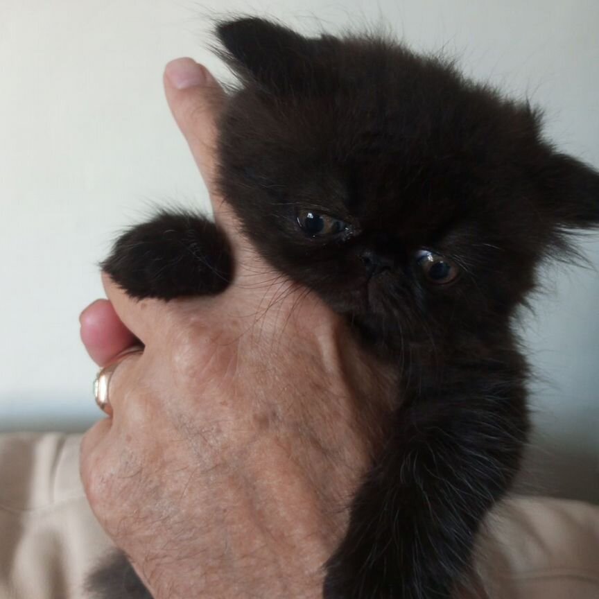 Котята персы