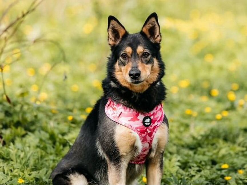 Небольшая идеальная добро-собака Дороти в добрые р