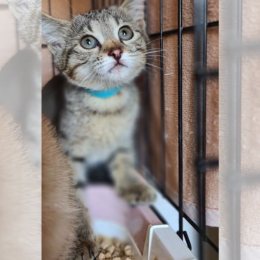 Котёнок в добрые руки
