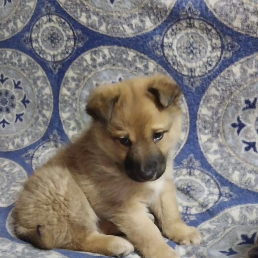 Щенок в добрые руки бесплатно