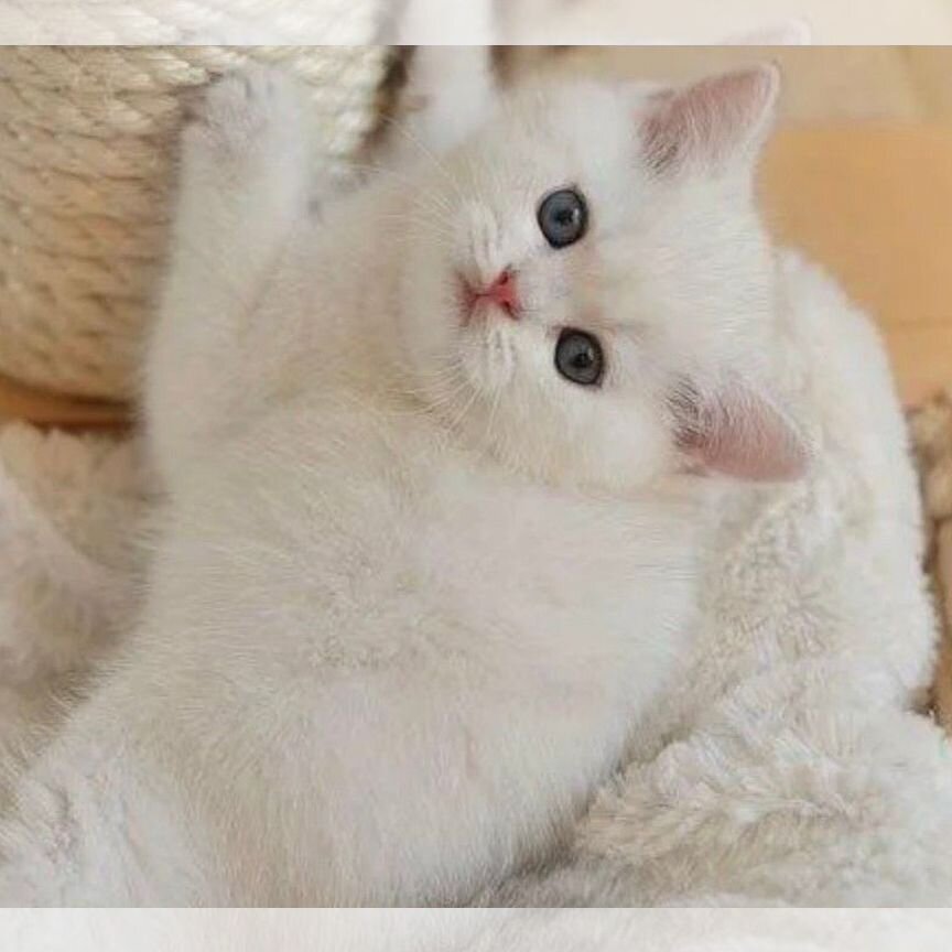 Настоящий белый медведь)