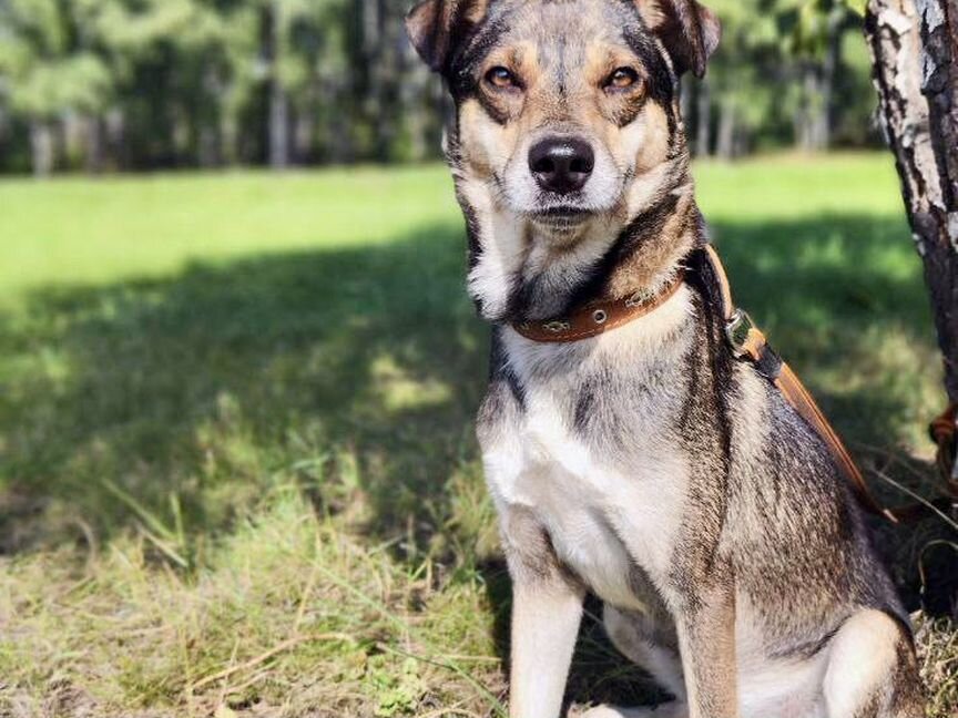 Чаплин из приюта