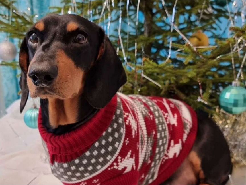 Комбинезон на маленькую сабачку