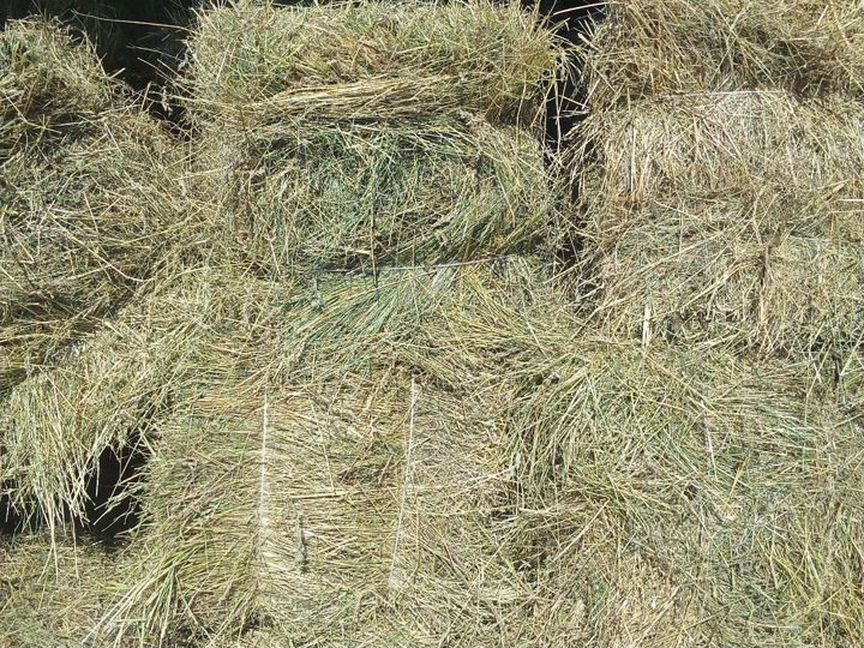 Сено разнотравье