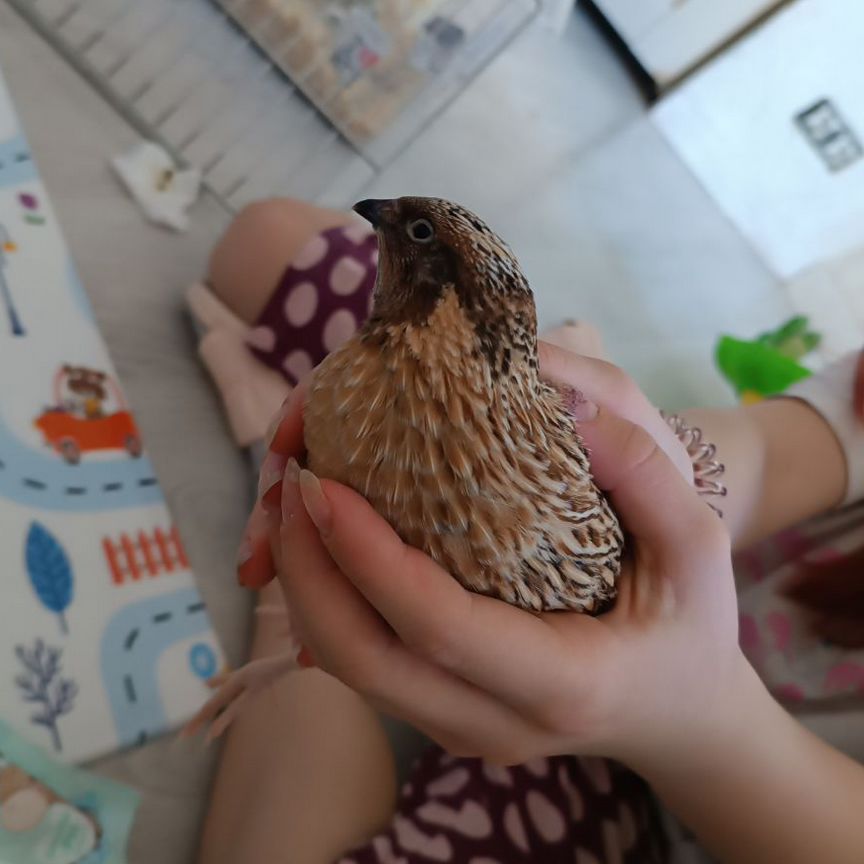 Перепел в добрые руки