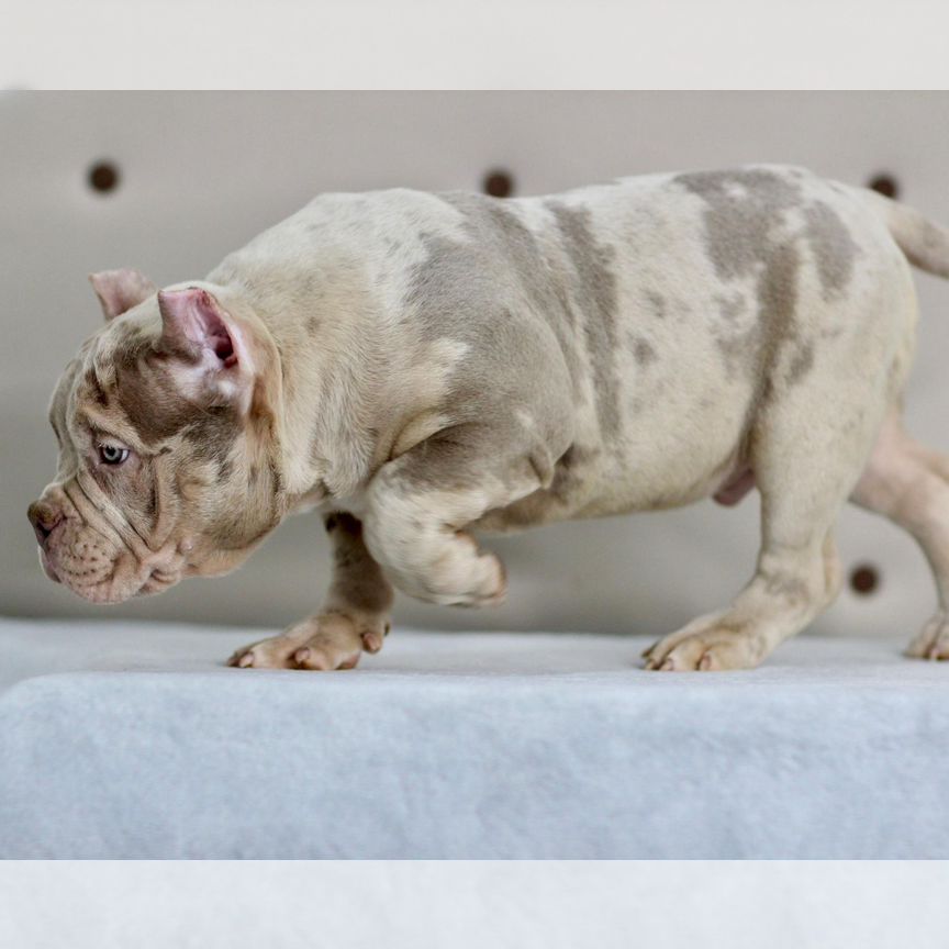 Американский булли, щенок