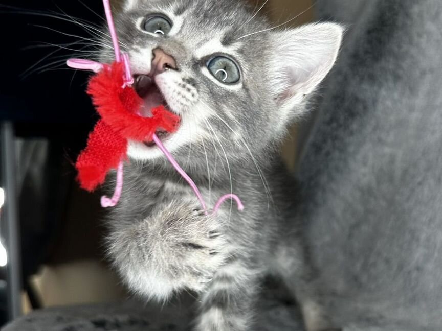 Котенок