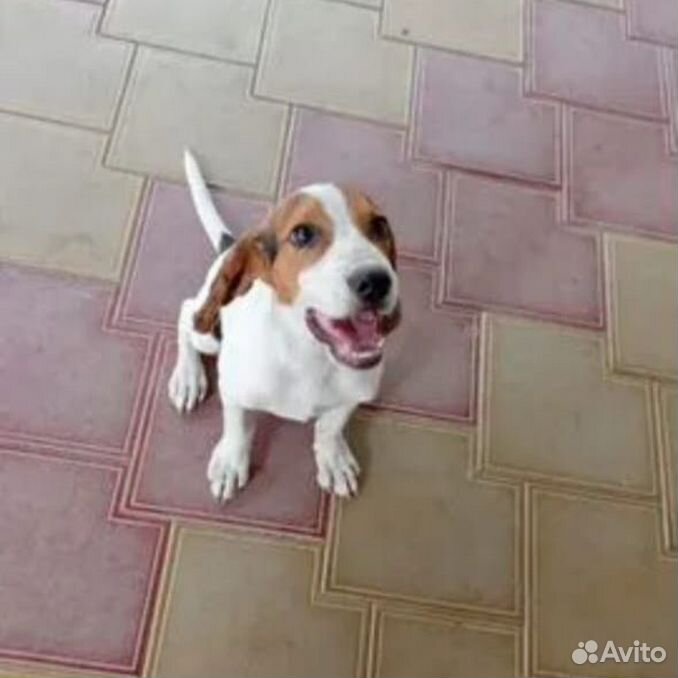 Щенок эстонской гончей