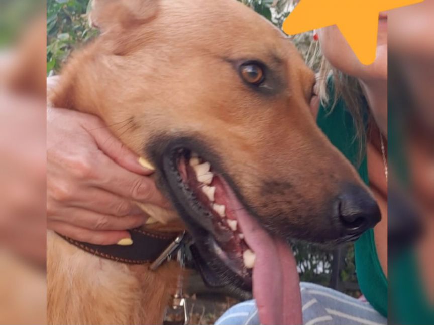 Собака в добрые руки отдам бесплатно