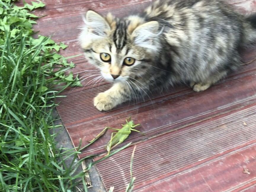 Котенок охотник, смотрите что творит