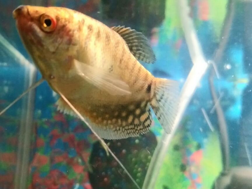 Гурами золотой