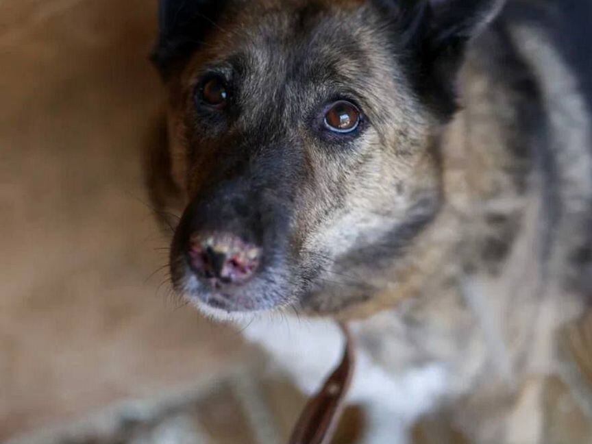 Собака в добрые руки, спасите малышку
