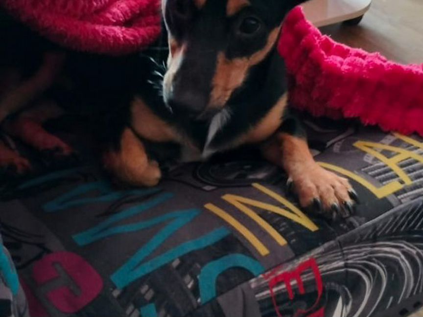 Метис пинчера