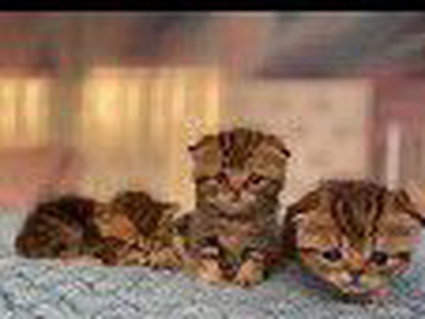 Шотландские золотые и мраморные котята