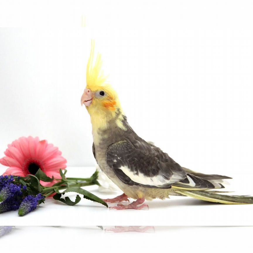 Попугай корелла птенец