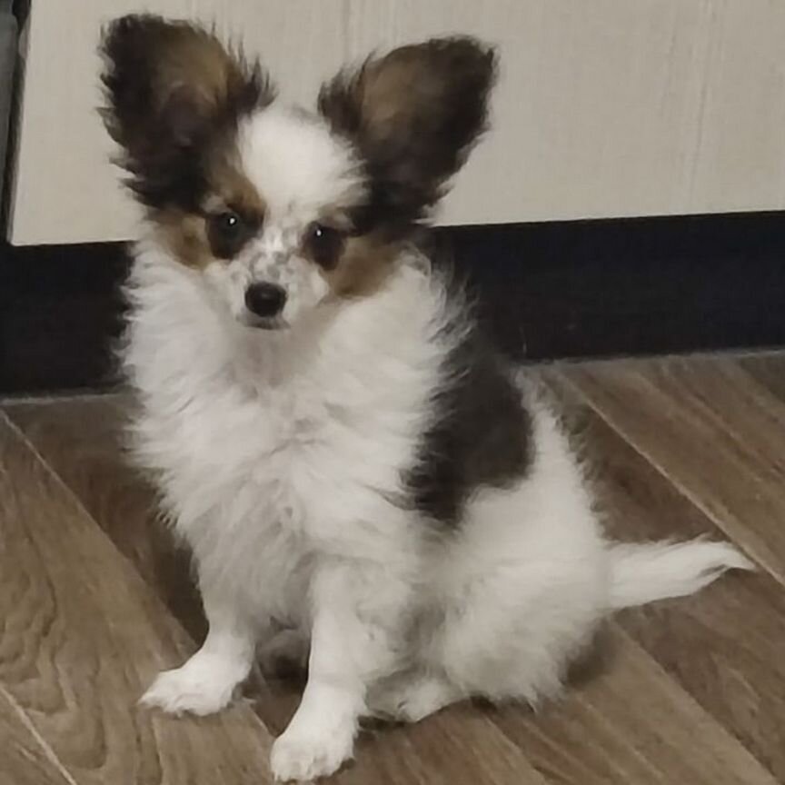 Континентальный той-спаниель папильон, щенок