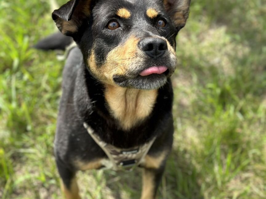 Брюсу очень тяжело в приюте, спаси