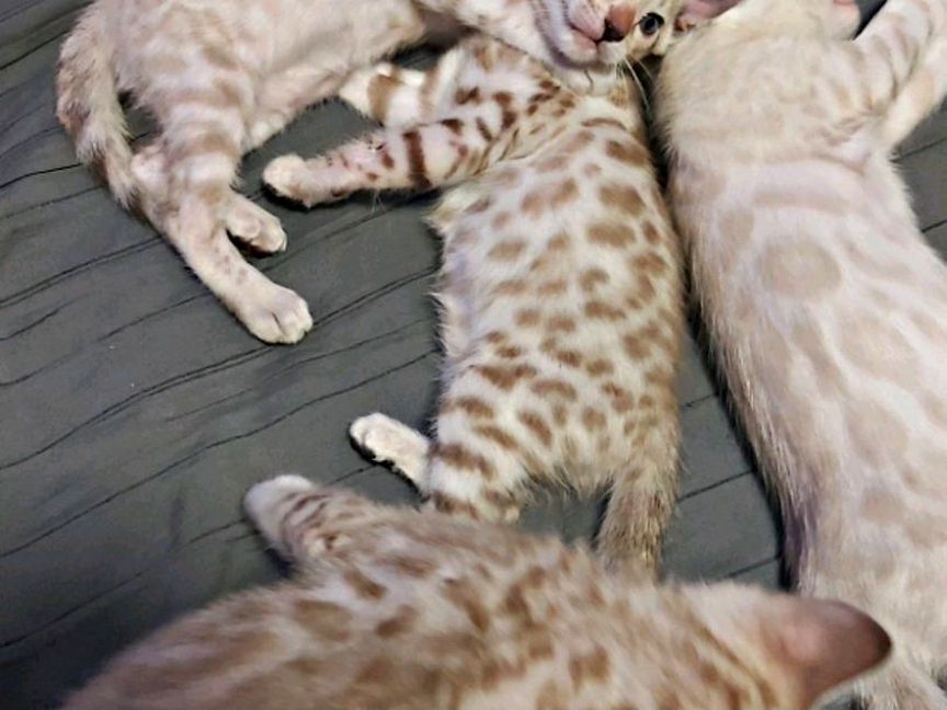 Бенгальские котята