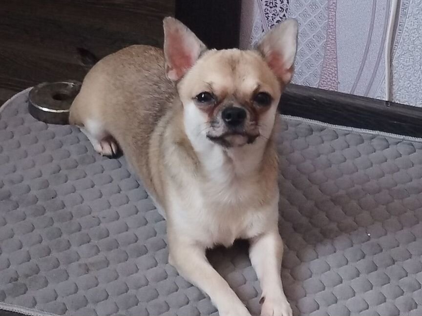 Чихуахуа жених