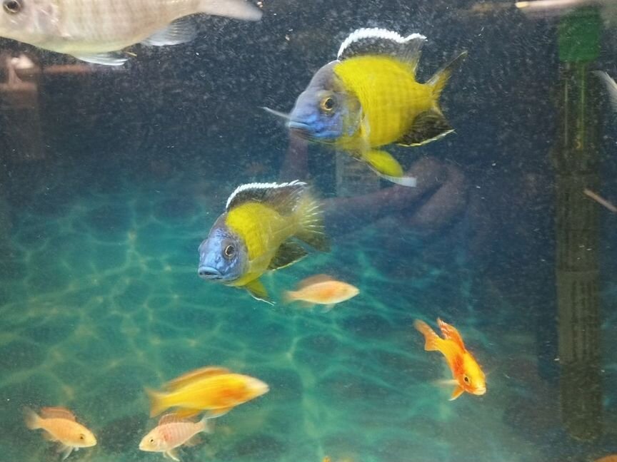 Аквариумные рыбки