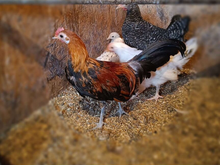 Петух породы феникс