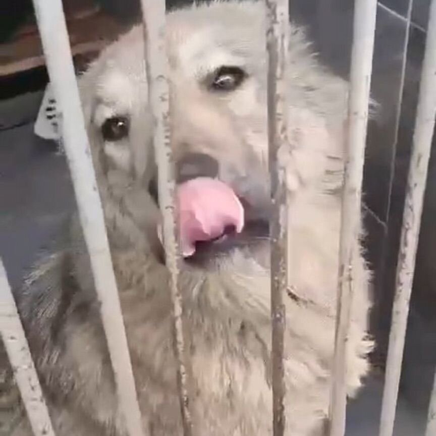 Добрая собака Мишка под усыпление