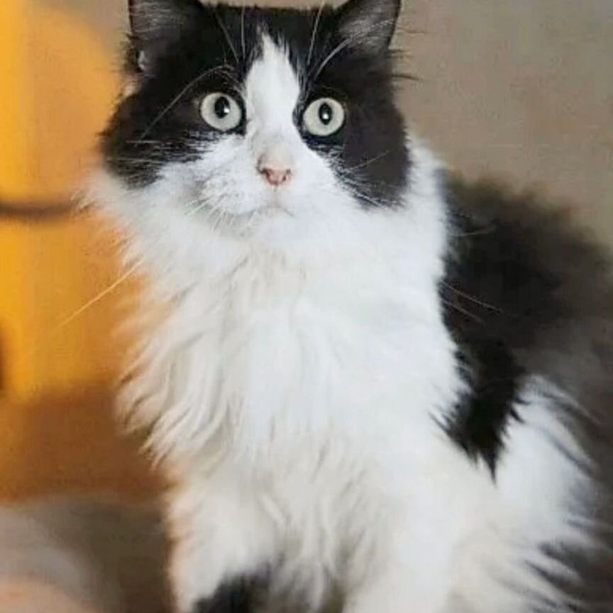 Кошечка Тайга в добрые руки