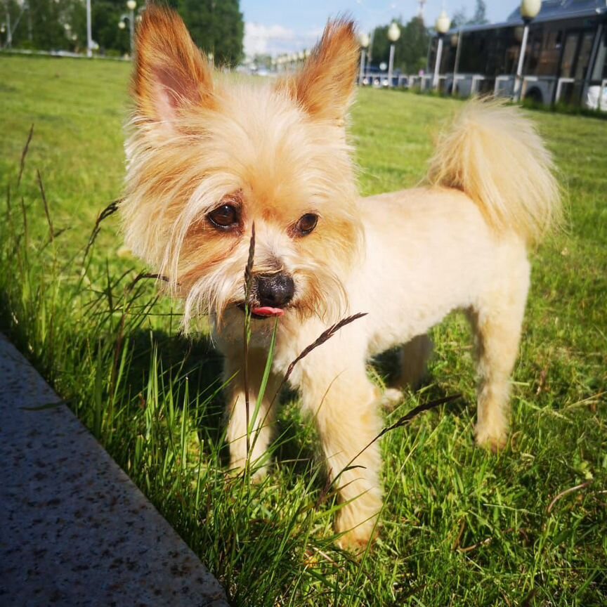 Отдам в добрые руки