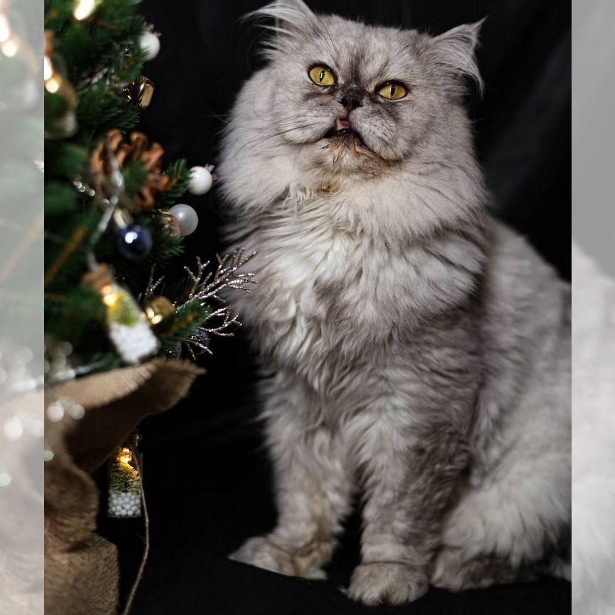 Взрослый кот в добрые руки