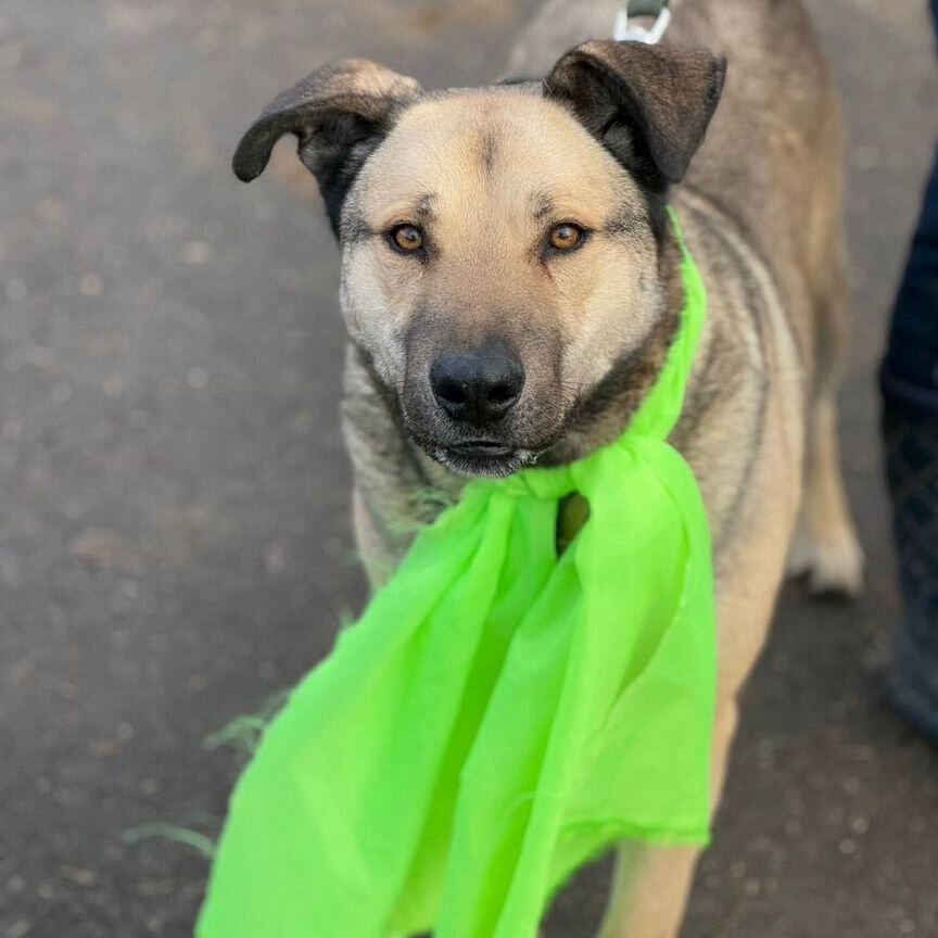 Добрый пес Кайзер из приюта