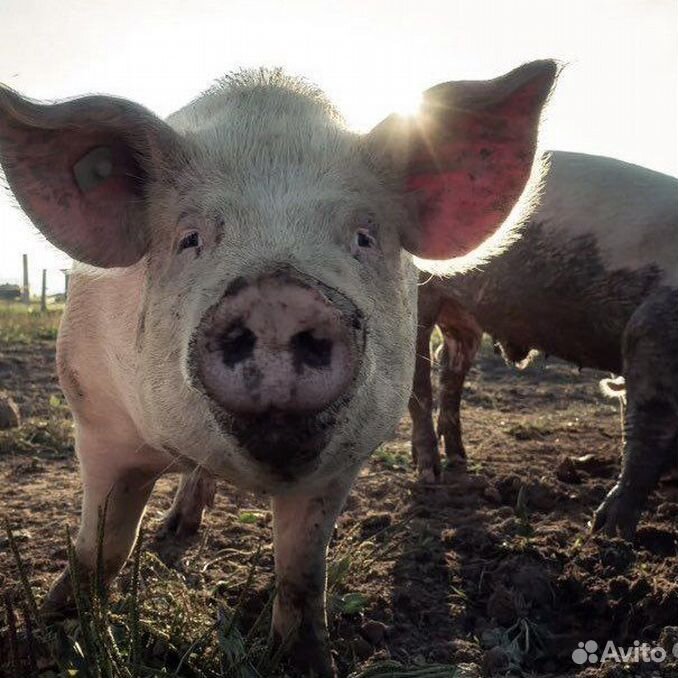 Свиньи Скот Вынужденый убой