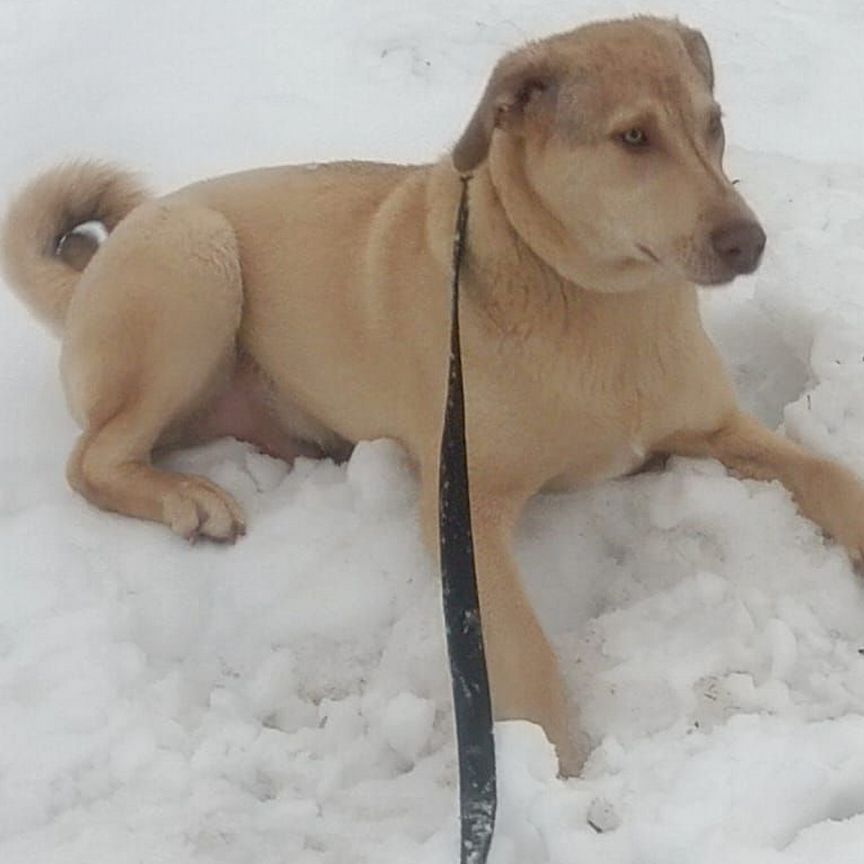 Ларго из приюта