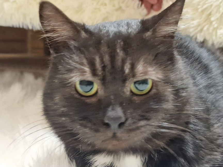 Котик Бобрик