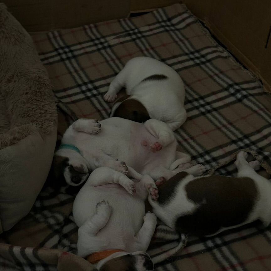 Джек-рассел-терьер, щенок