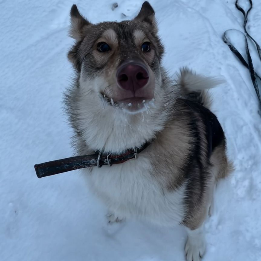 Западносибирская лайка, щенок