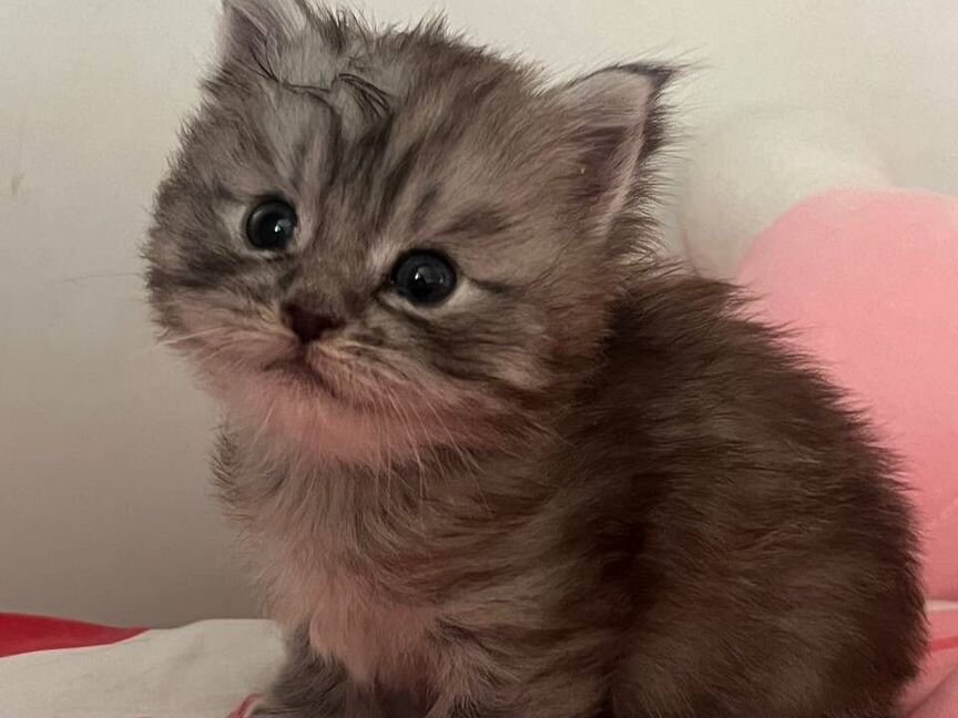 Котенок мейн-кун