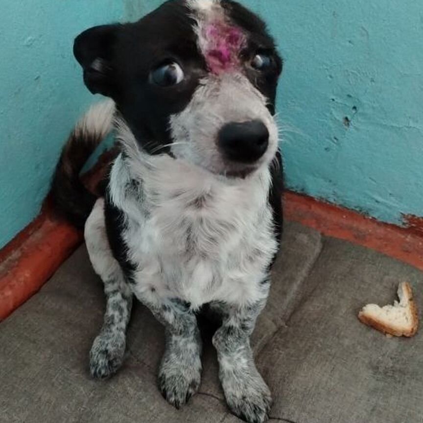 Взрослый пёс в добрые руки