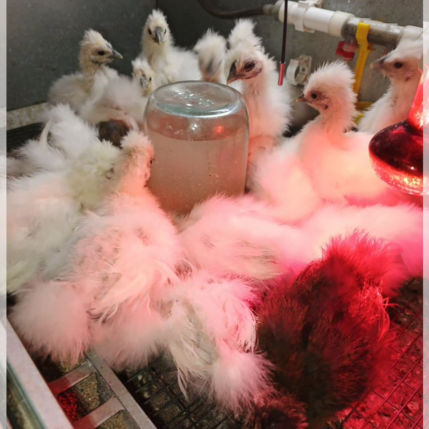 Цыплята китайской шелковой