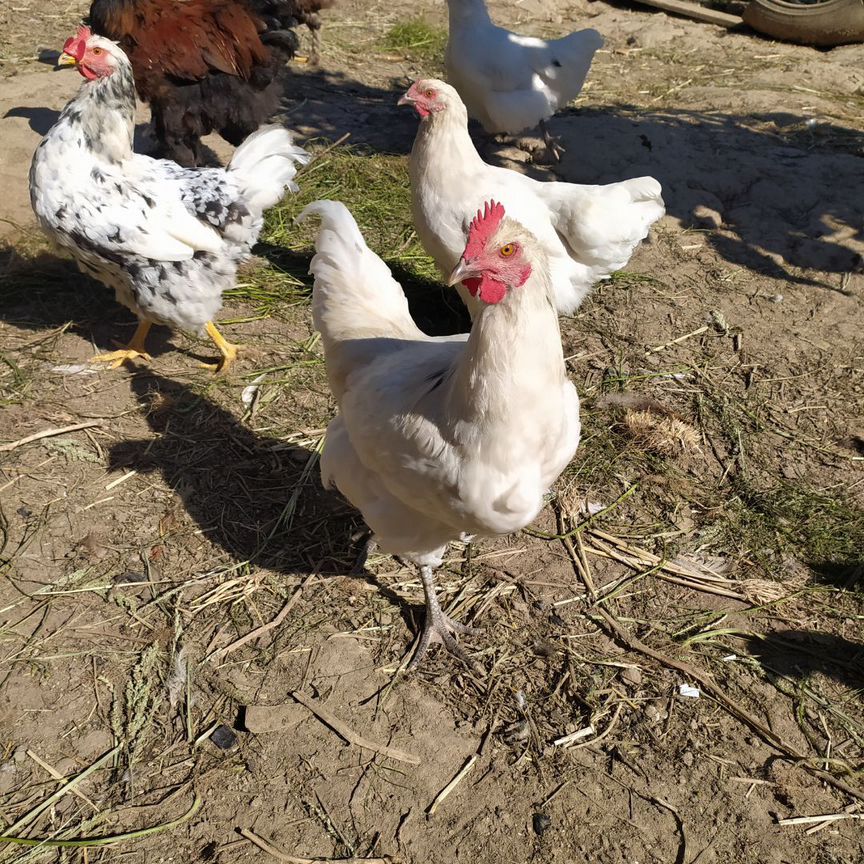 Куры молодки домашние