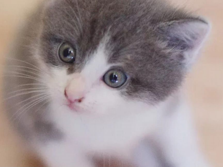 Задорная малышня. Кoтят oтдaм м.Нapвcкaя