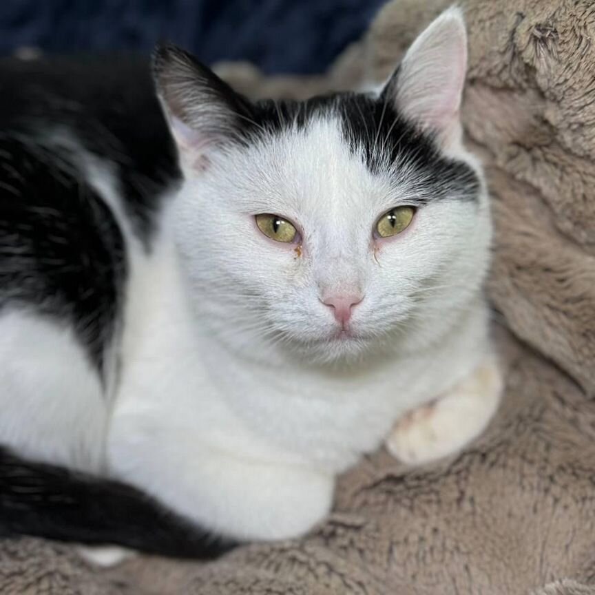 Астра ищет дом