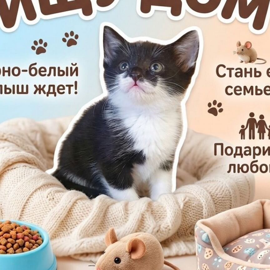 Канадский сфинкс котёнок