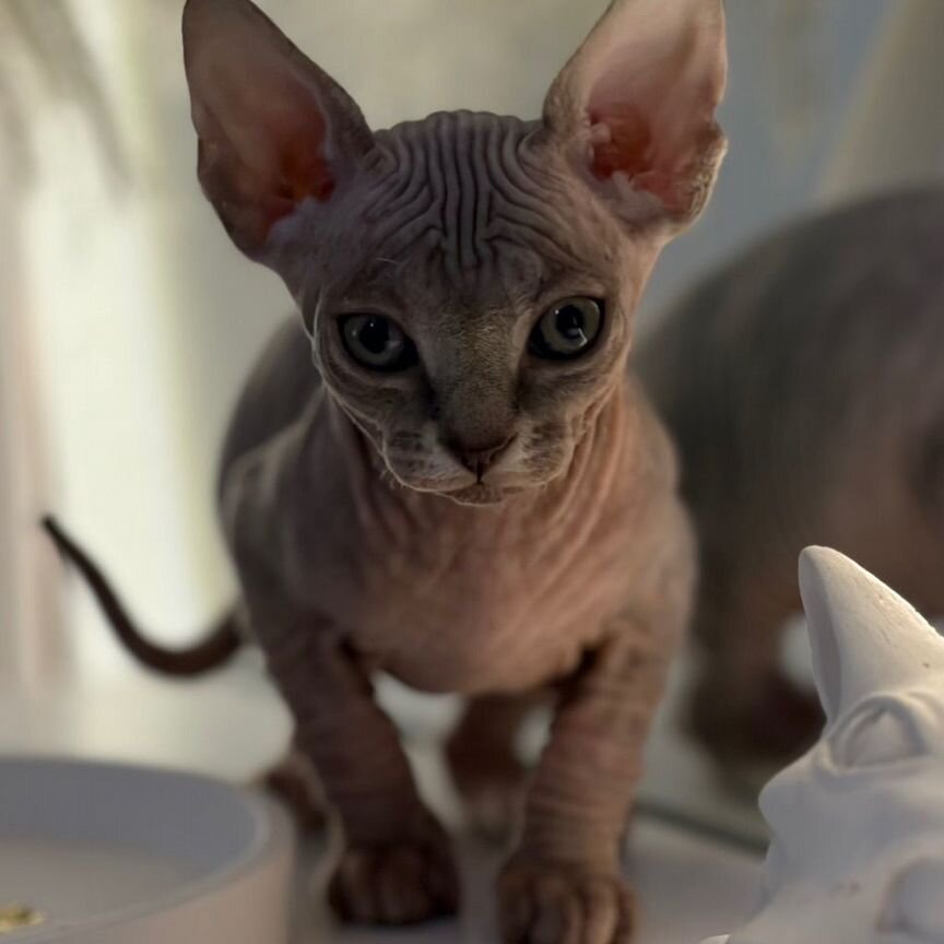 Канадский сфинкс котёнок