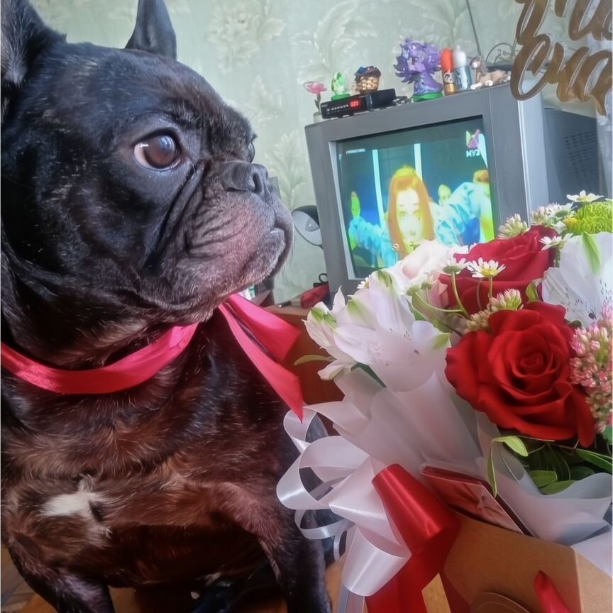 Французский бульдог, взрослая собака